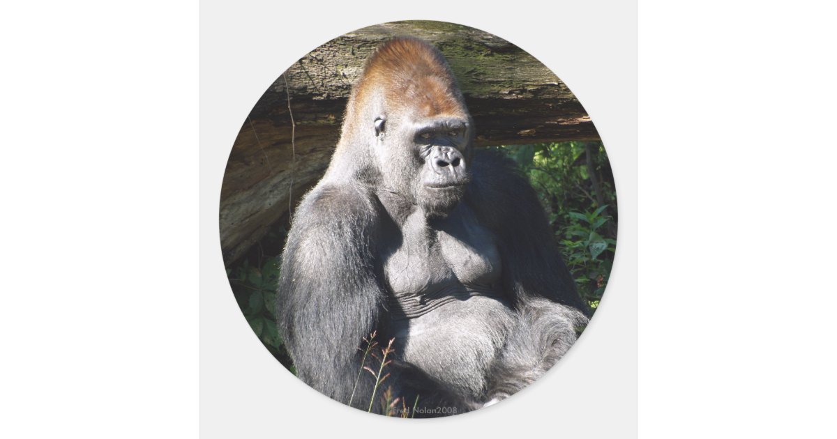 Silverback Sticker | Zazzle