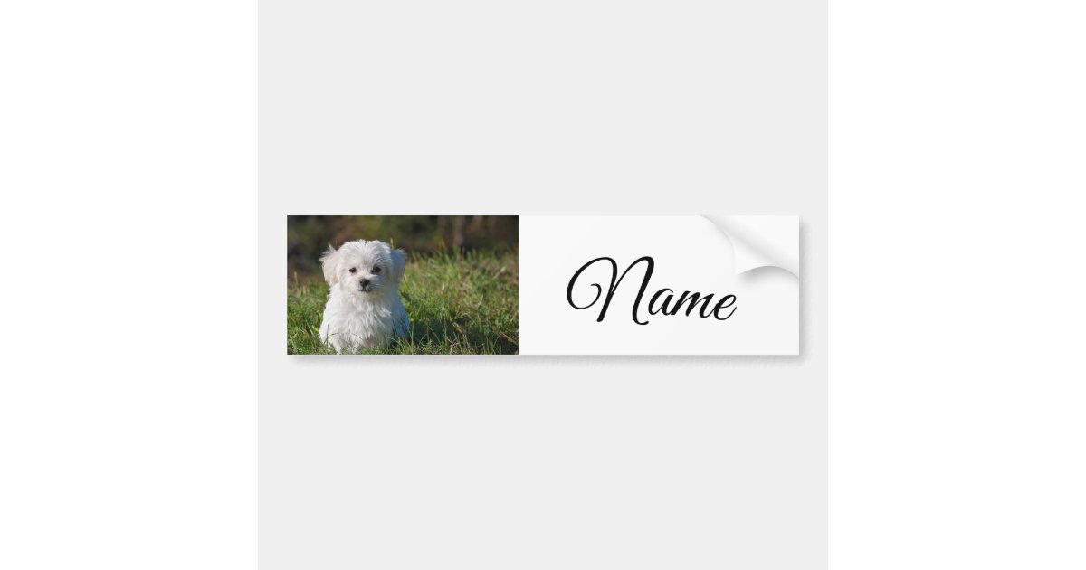 Simple colorful animal add name photo custom throw bumper sticker | Zazzle