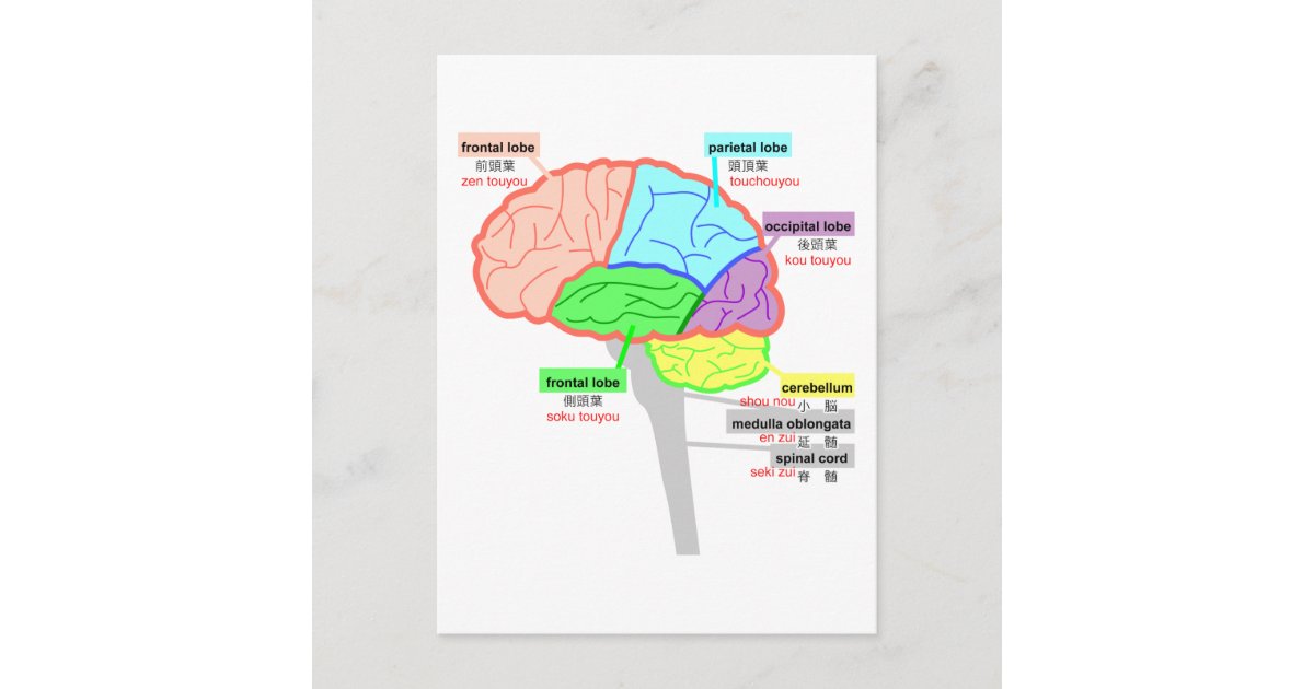simple parts of the brain japanese postcard | Zazzle