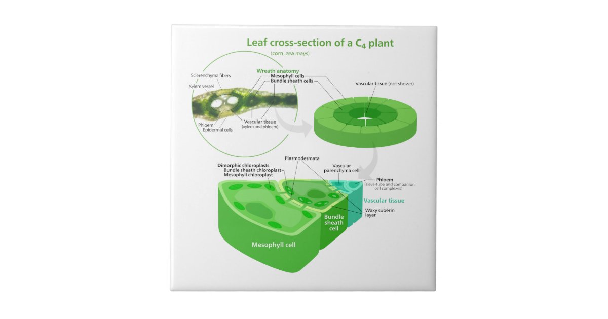 Simplified C4 Photosynthesis Diagram Ceramic Tile | Zazzle