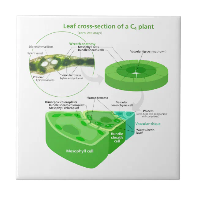 Simplified C4 Photosynthesis Diagram Ceramic Tile | Zazzle