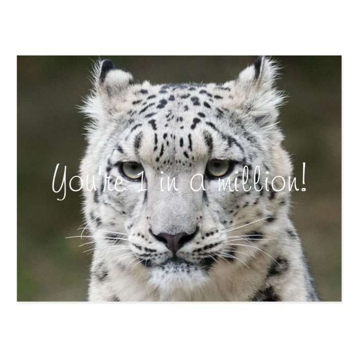 Sincere Snow Leopard Thank You Postcard | Zazzle.com