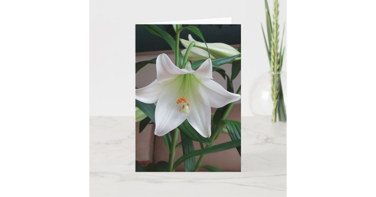 Single lilly. card | Zazzle