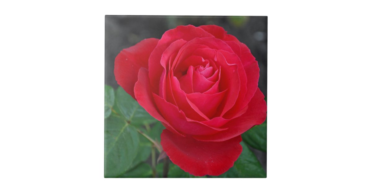 Single red rose ceramic tile | Zazzle