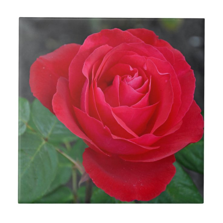Single red rose ceramic tile | Zazzle