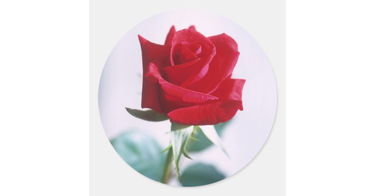 Single Red Rose Matching Stickers | Zazzle