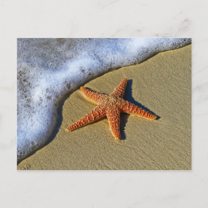 Single Starfish on Beach Postcard | Zazzle.com