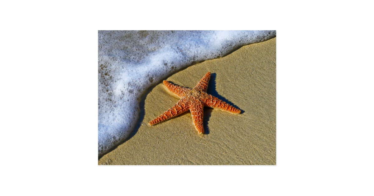 Single Starfish on Beach Postcard | Zazzle.com
