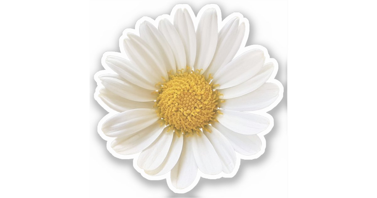 Single White Daisy Sticker | Zazzle