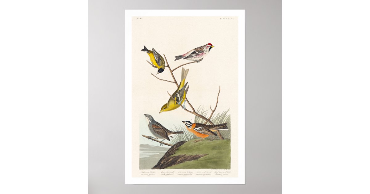 Siskin, Red-poll, Tanager, Bunting, Finch Poster | Zazzle