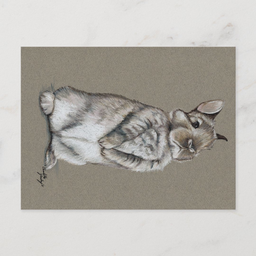 Sitting Bunny Rabbit Art Postcard | Zazzle