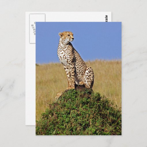 Sitting Cheetah Postcard | Zazzle