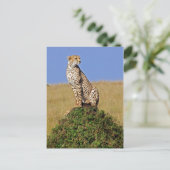 Sitting Cheetah Postcard | Zazzle