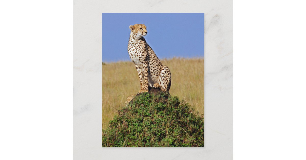 Sitting Cheetah Postcard | Zazzle