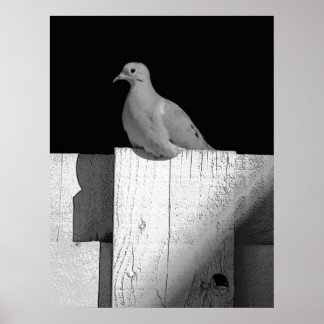 White Dove Posters | Zazzle