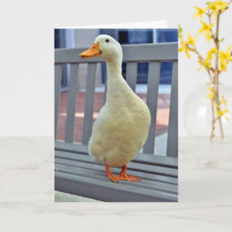 "SITTING DUCK" says ***MISSING YOU*** BOO HOO Card | Zazzle