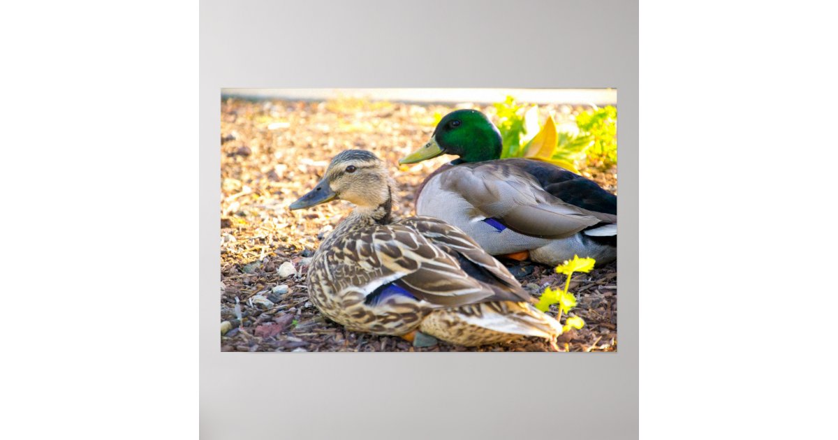 Sitting Ducks - Poster | Zazzle