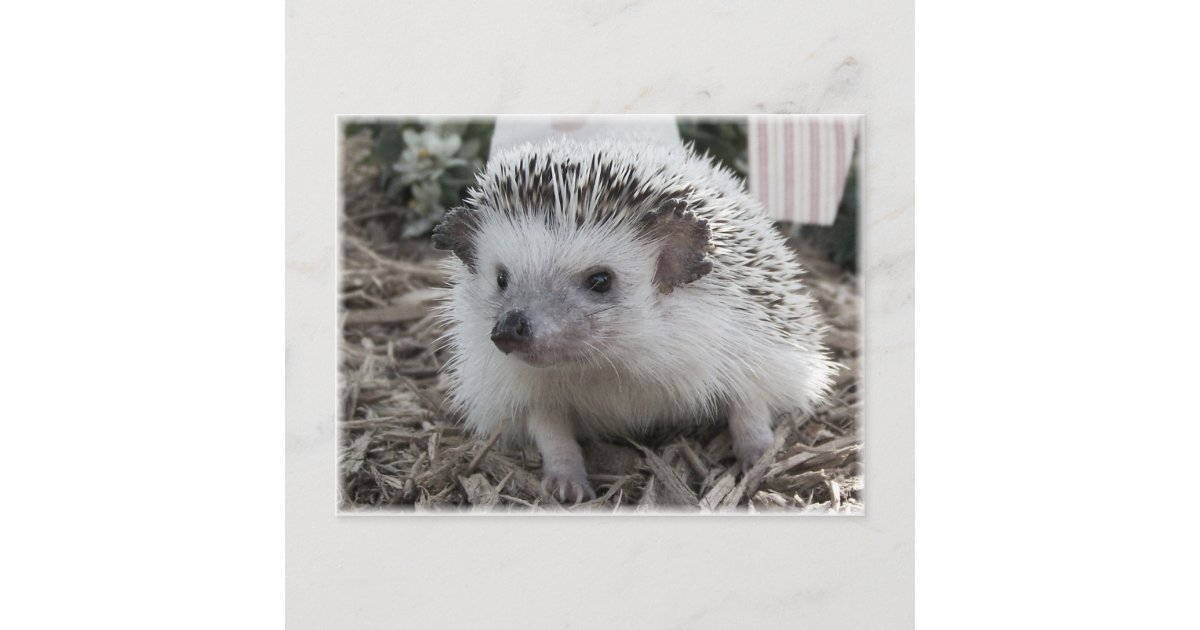 Sitting Pretty Postcard | Zazzle