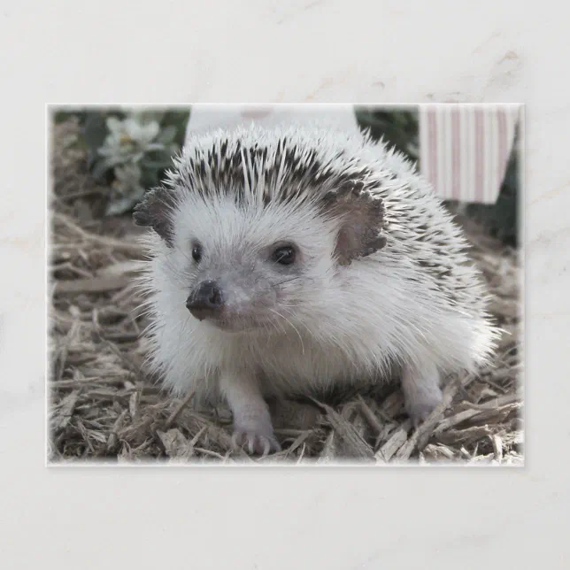 Sitting Pretty Postcard | Zazzle