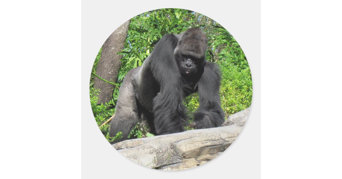 Sivlerback Gorilla Stickers | Zazzle
