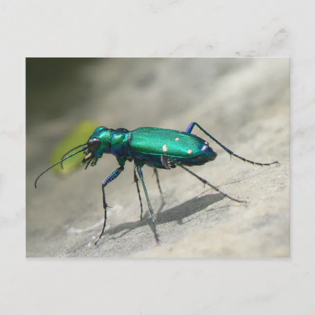 Six-spotted Tiger Beetle Postcard - Customized | Zazzle