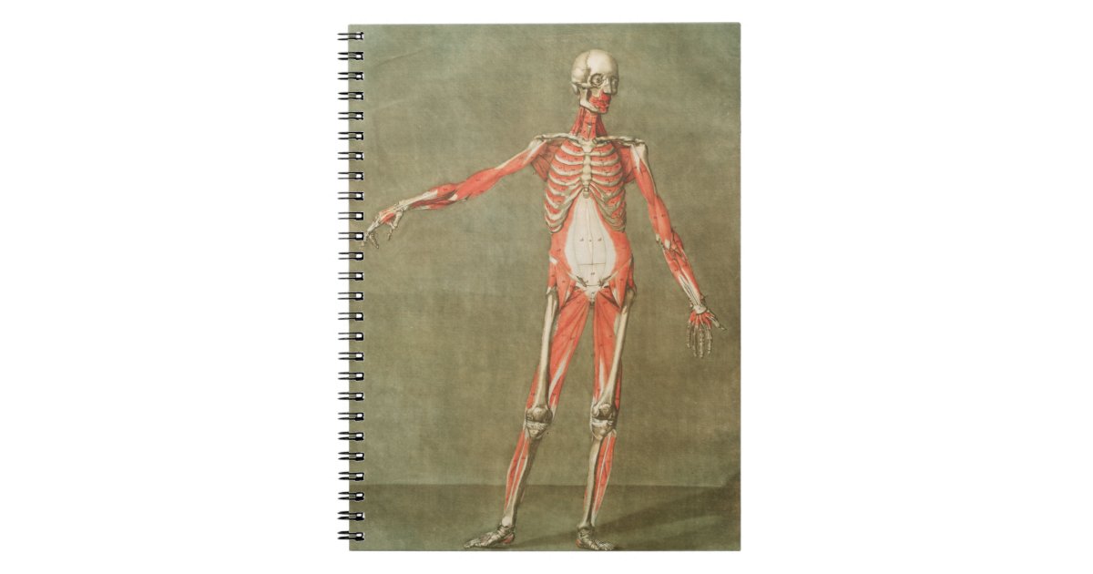 SKELETON ANATOMY BONES BODY GRAVE MUSCLE ANATOMY I NOTEBOOK | Zazzle