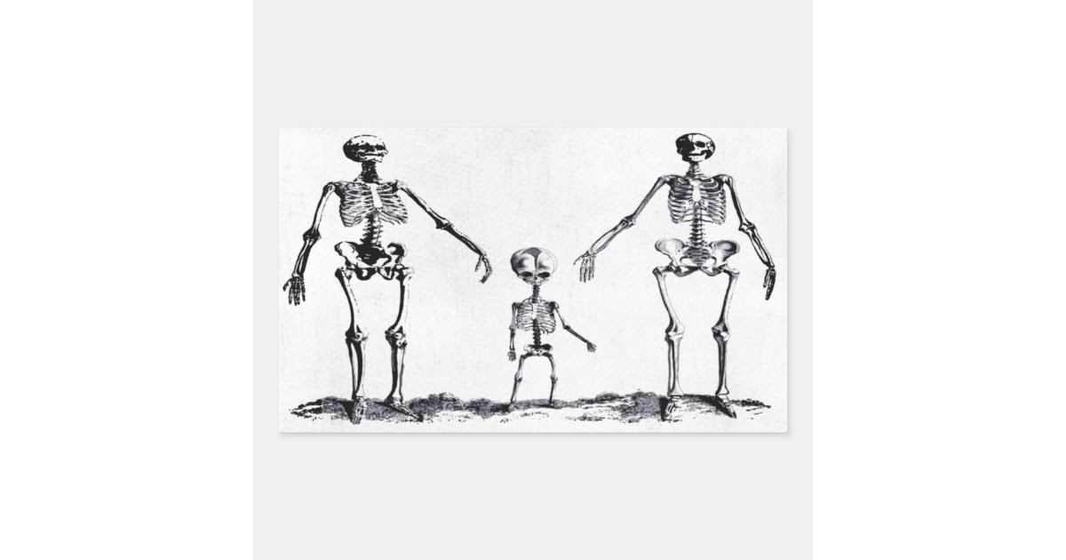 Skeleton Family Sticker | Zazzle.com