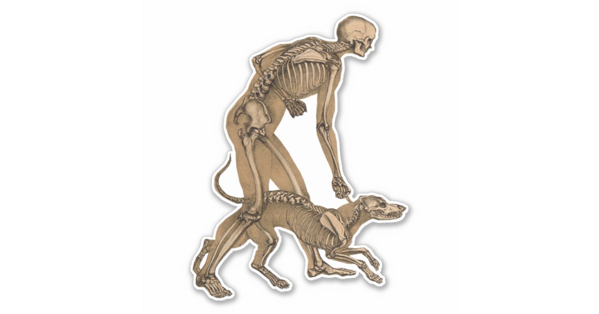 skeleton man and dog human animal anatomy art stic sticker | Zazzle