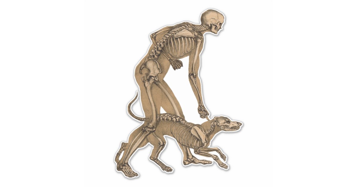 skeleton man and dog human animal anatomy art sticker | Zazzle