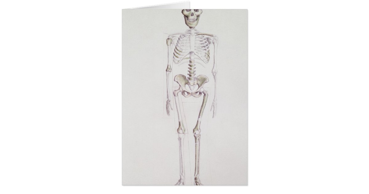 Skeleton of Australopithecus africanus | Zazzle