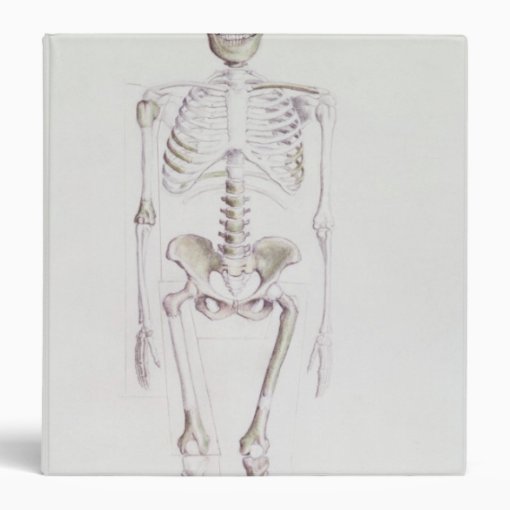 Skeleton of Australopithecus africanus Binder | Zazzle