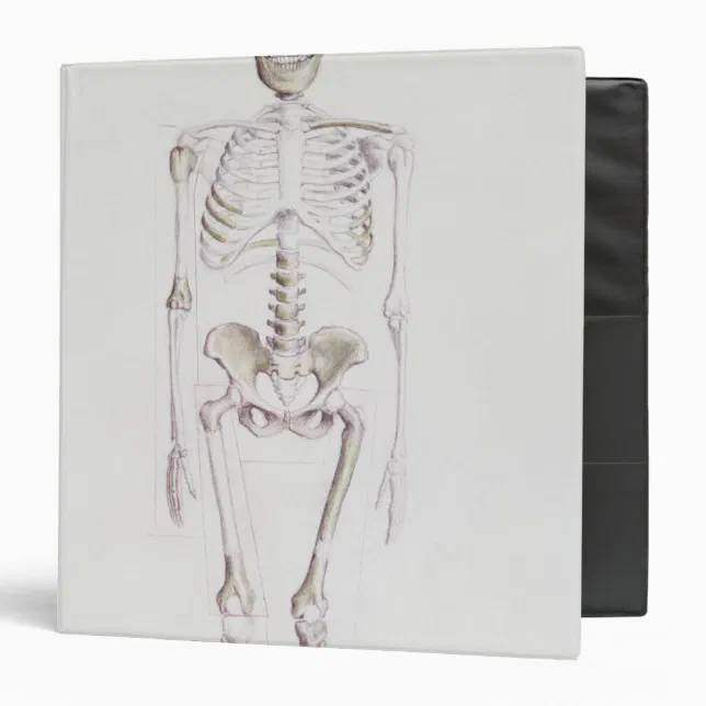 Skeleton of Australopithecus africanus Binder | Zazzle