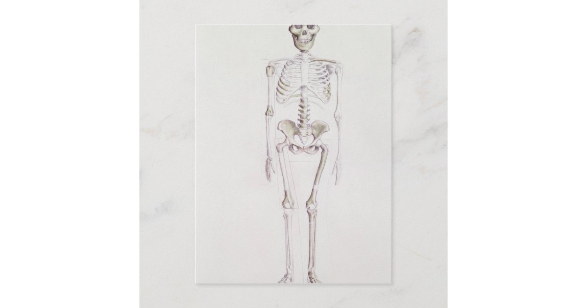 Skeleton of Australopithecus africanus Postcard | Zazzle