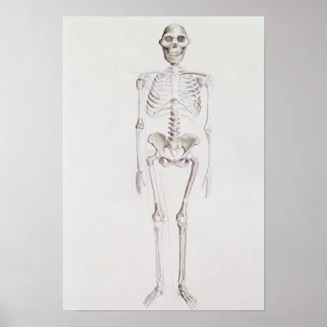 Skeleton of Australopithecus africanus Poster | Zazzle