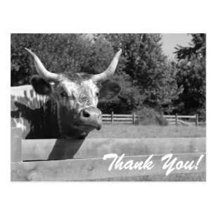 Cow Thank You Cards | Zazzle