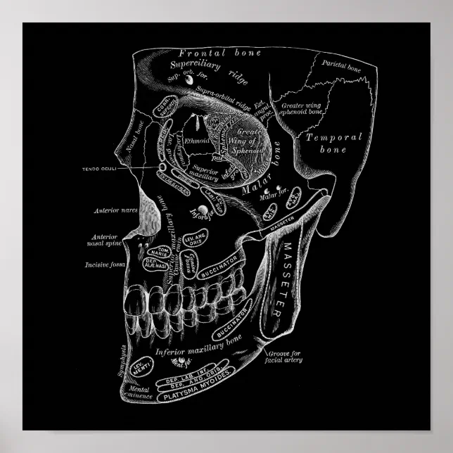 Skull Face Bones Anatomy Illustration Old Medical Poster | Zazzle