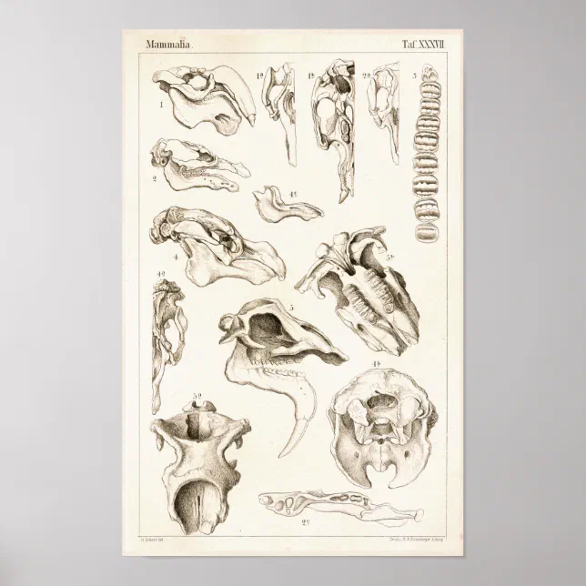 Skulls of Mammals Veterinary Manatee Anatomy Print | Zazzle