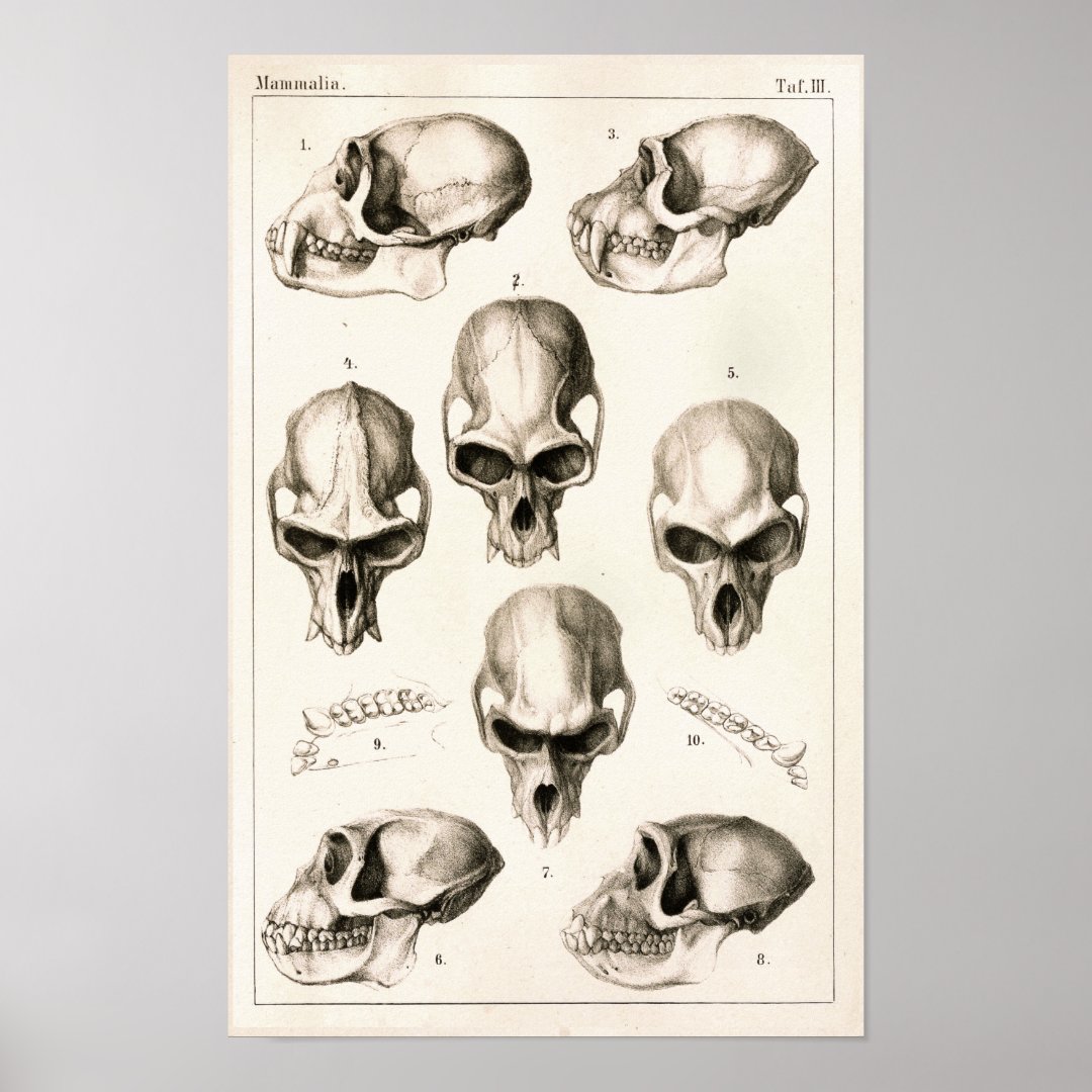 Skulls of Monkeys Veterinary Anatomy Print | Zazzle