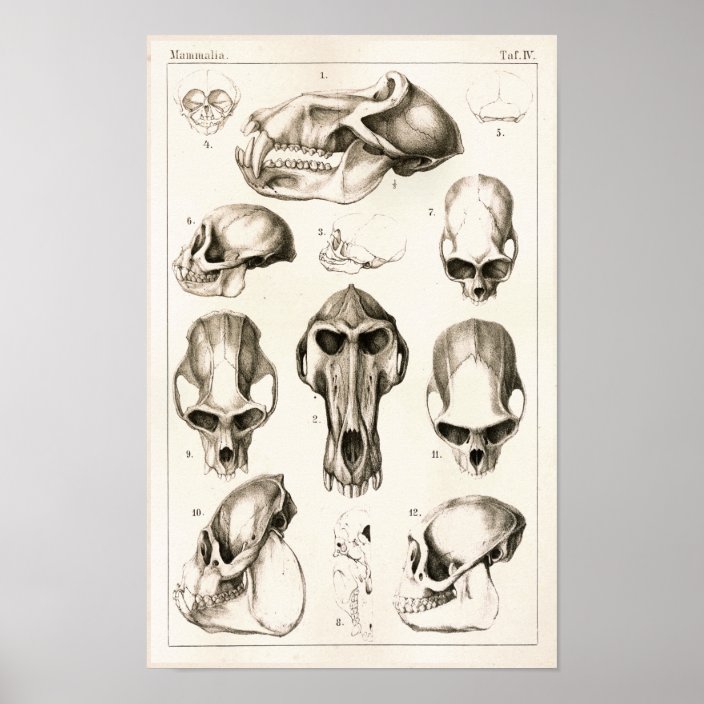 Skulls of Monkeys Veterinary Anatomy Print | Zazzle.com