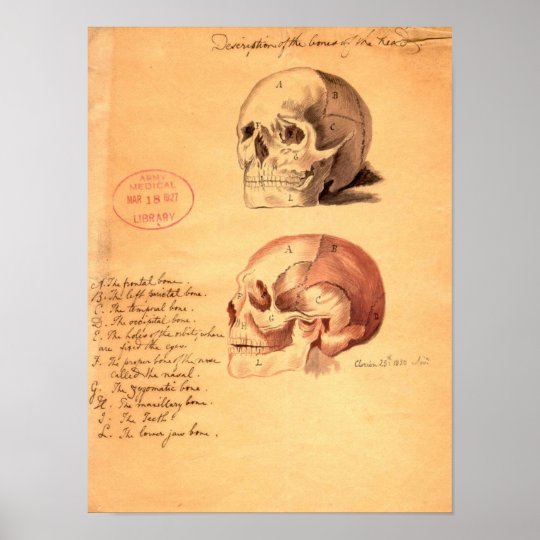 Skulls Poster | Zazzle.com