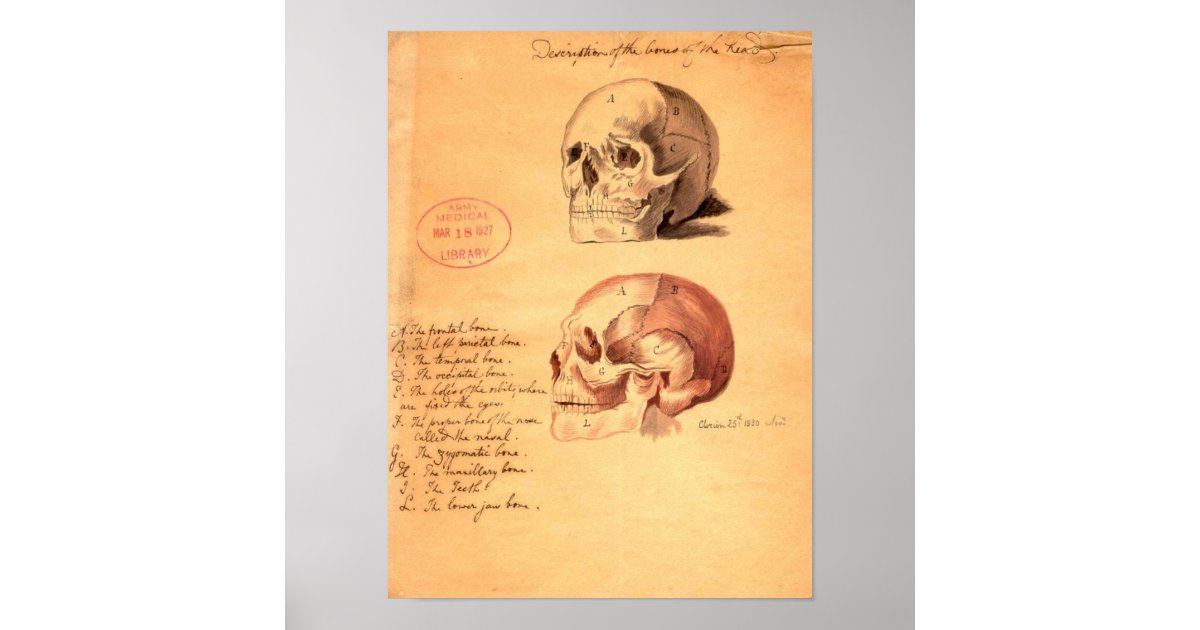 Skulls Poster | Zazzle