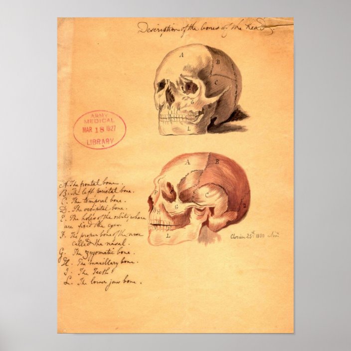 Skulls Poster | Zazzle.com