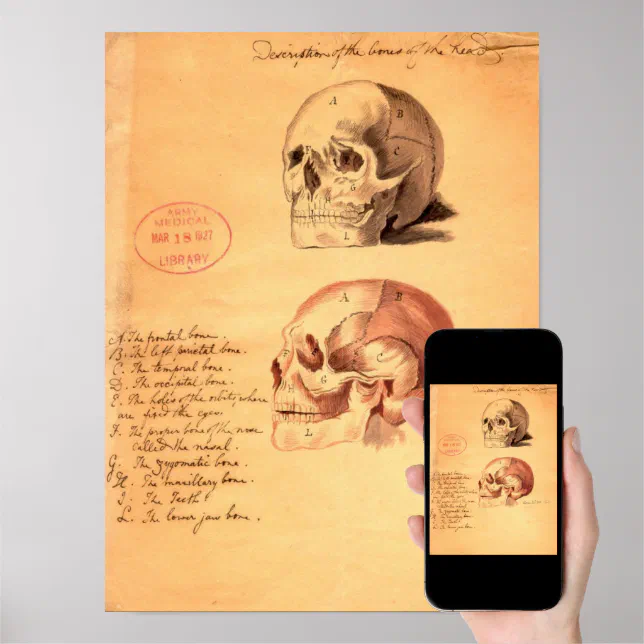 Skulls Poster | Zazzle