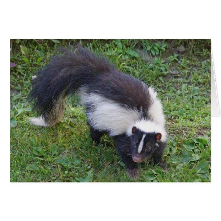 Skunk | Zazzle.com