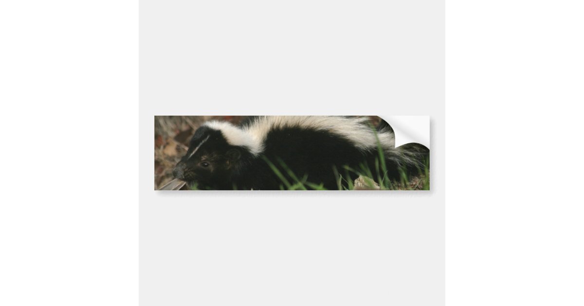 Skunk Behavior Bumper Stickers | Zazzle