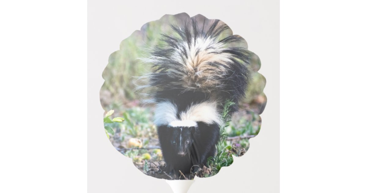 Skunk Black and White Balloon | Zazzle