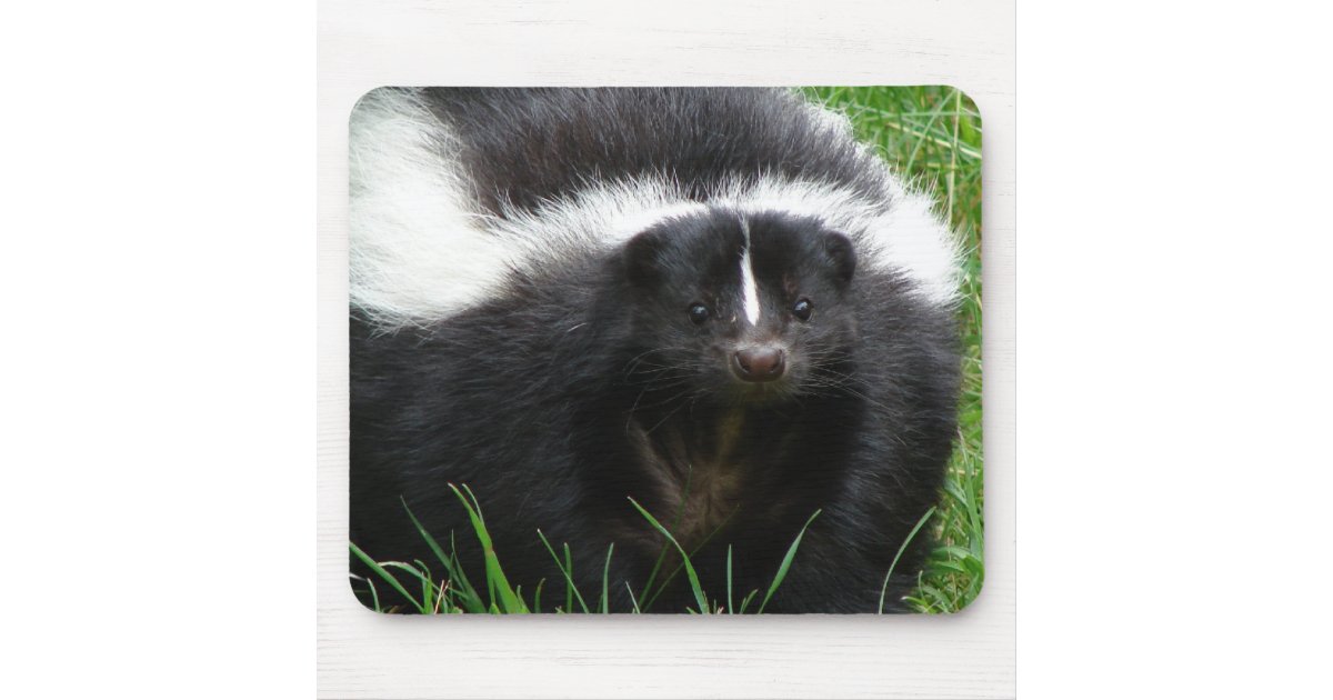 Skunk Photo Mouse Pad | Zazzle