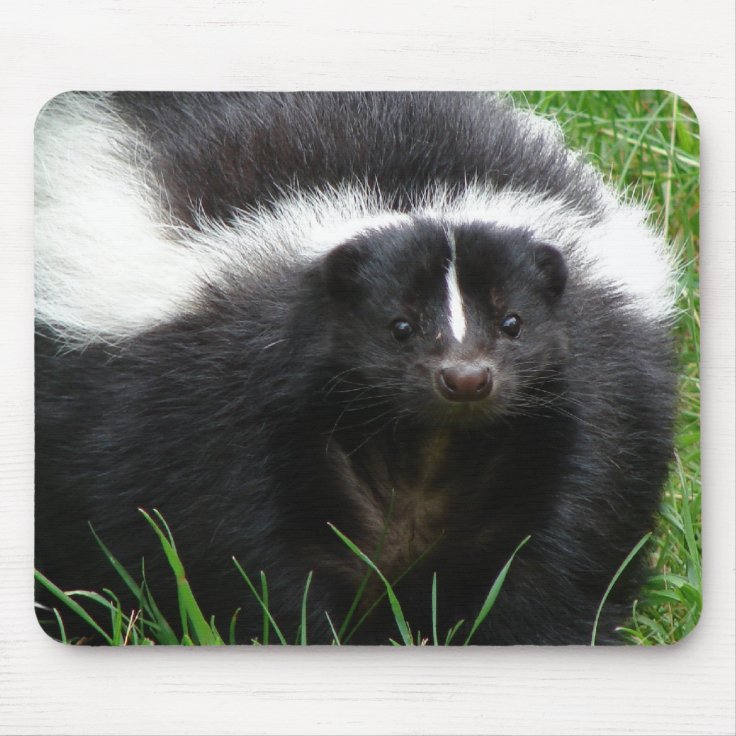 Skunk Photo Mouse Pad | Zazzle