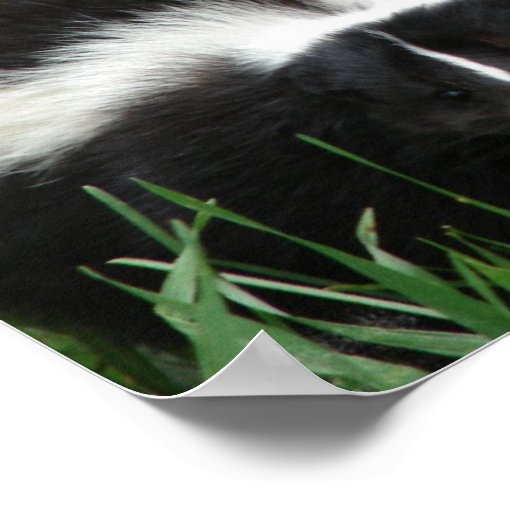 Skunk Poster Print | Zazzle