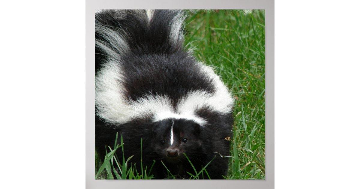 Skunk Poster Print | Zazzle